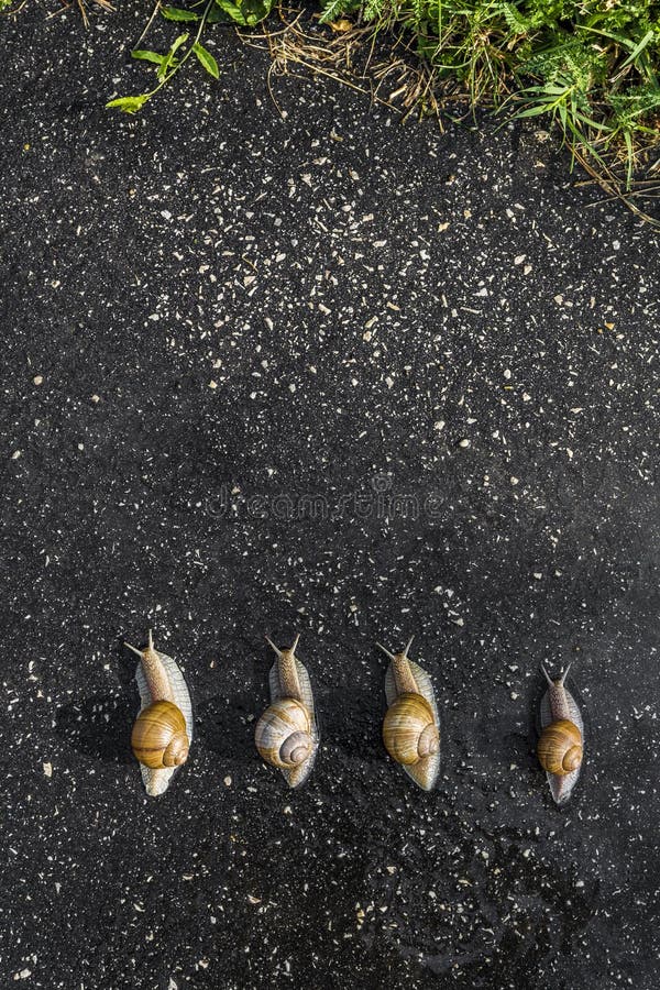 Course D'escargot, Concept Drôle Animal, Sport Rapide Photo stock ...