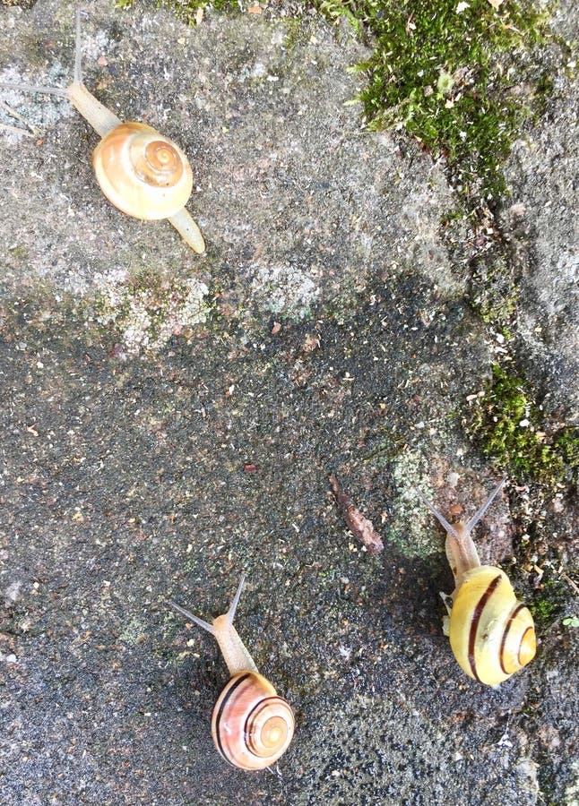 Escargot De La Course Des Grands Gris Photo stock - Image du ...