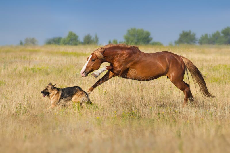 Course De Cheval Avec Le Chien Photo stock - Image du nature, fond ...