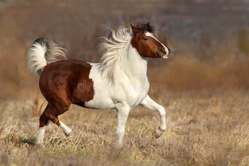 2,477 Photos de Cheval De Pinto - Photos de stock gratuites et libres ...