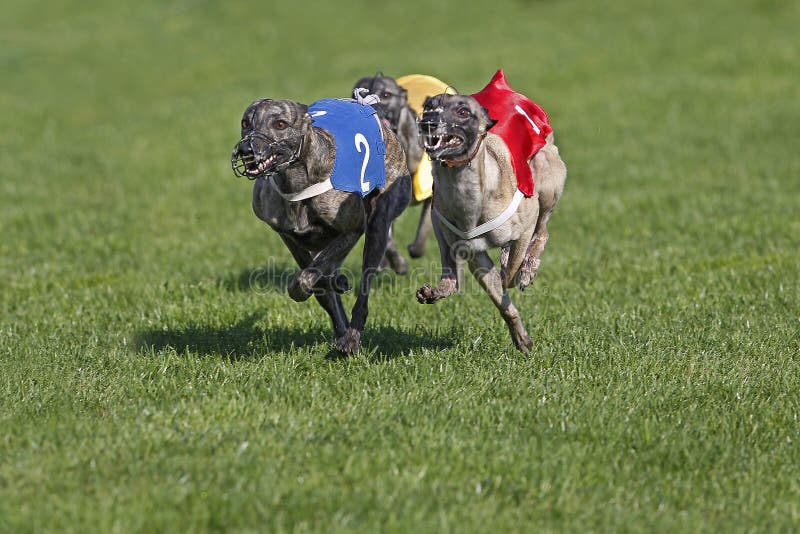 Course de levriers stock image. Image of full, whippet - 171477327