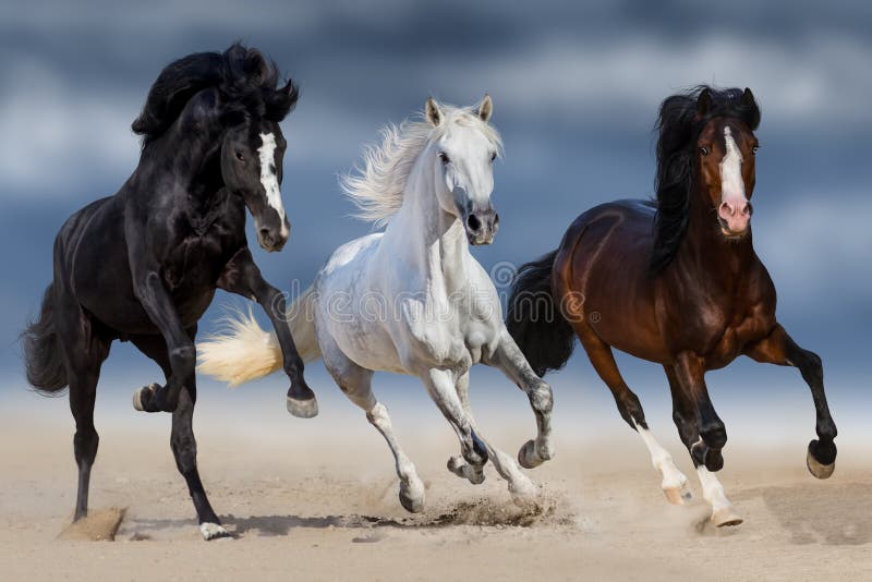 Galop De Course De Trois Chevaux Photo stock - Image du horizontal ...