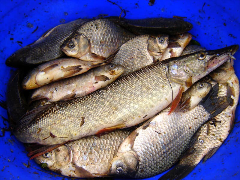 Course fish stock photo. Image of caught, fisheries, sport - 2445472