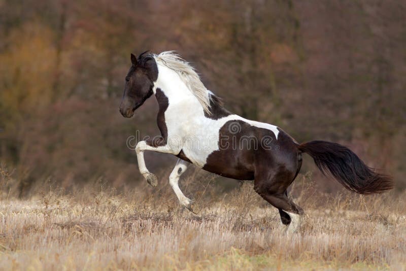 Cheval pie Headshot photo stock. Image of skewbald, domestique - 25067732