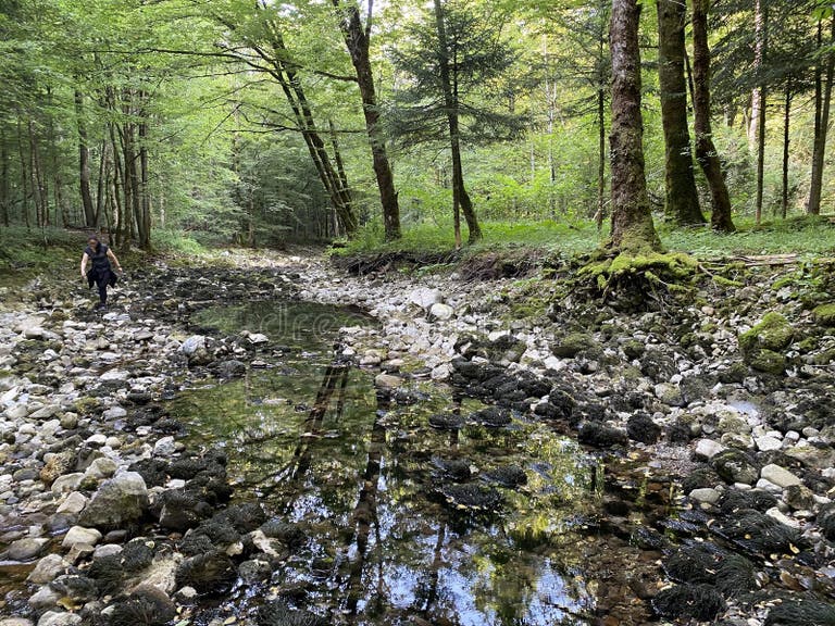 The Course of the River Kupica Directly Below the Mountain Karst Spring ...