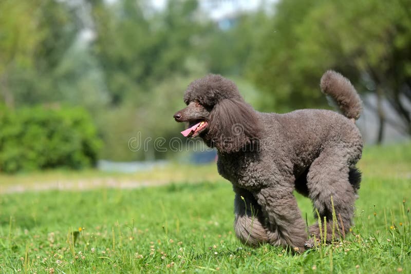 Caniche Royal De Brown Au Lac Photo stock - Image du beauté, masculin ...