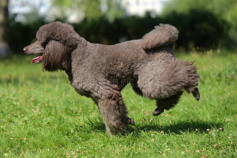 Caniche Royal De Brown Au Lac Photo stock - Image du cheveu, toilettage ...