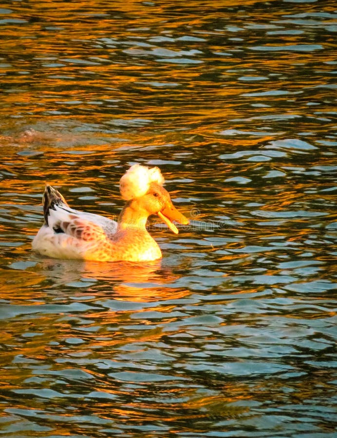 Court duck speaking stock image. Image of waterfowl - 260616911