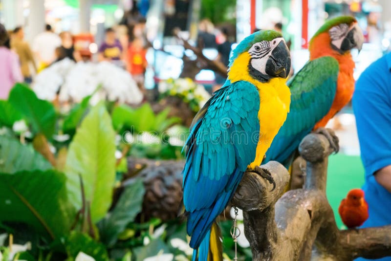 The court parrot ,colorful stock image. Image of macaw - 96569637