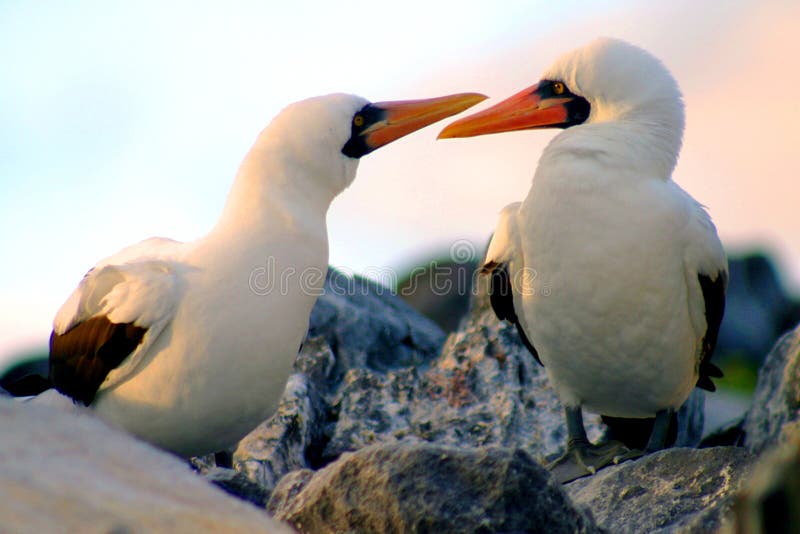 Courting Boobies stock photo. Image of footed, islands - 1215918