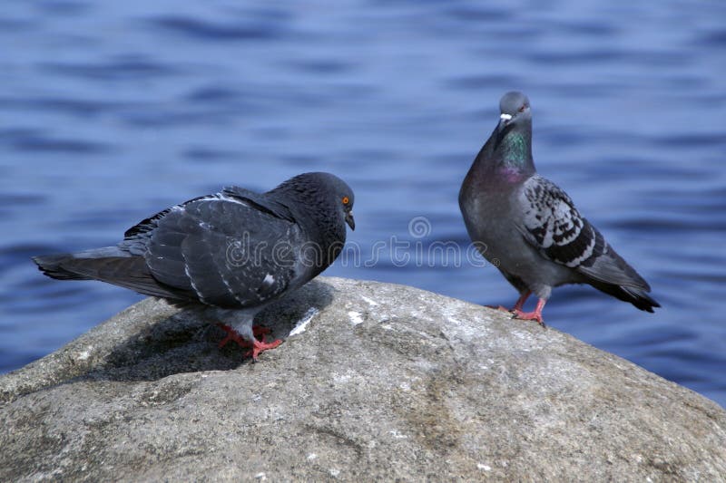 Courting male dove stock photo. Image of fluff, pigeon - 26303148