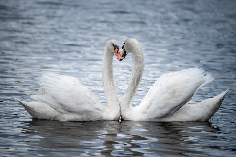 Courting Mute Swans stock photo. Image of island, united - 95694318