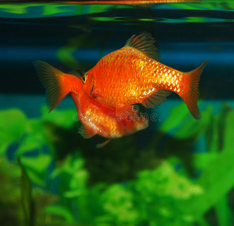Courtship Dance Aquarium Fish Stock Image - Image of aquarium ...