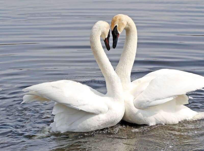 Courtship Dance of Two Swans Stock Image - Image of feather, swimming ...