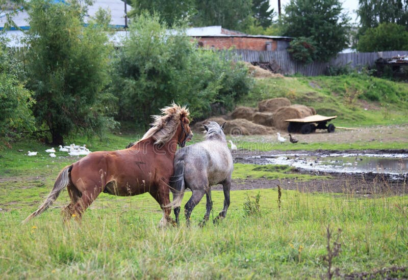 Courtship horses. stock image. Image of male, courtship - 20775303