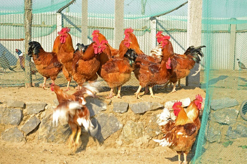 In the Courtyard of the Chicken Stock Image - Image of crops, rooster ...