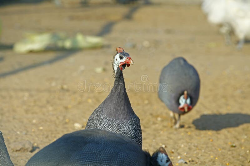 The courtyard guinea fowl stock image. Image of spring - 242988943