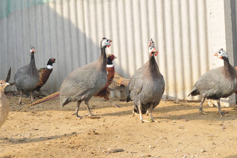 The courtyard guinea fowl stock photo. Image of land - 307103628