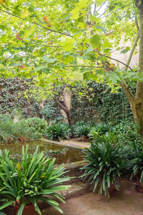 Courtyard with trees. stock photo. Image of mansion, fence - 50901360