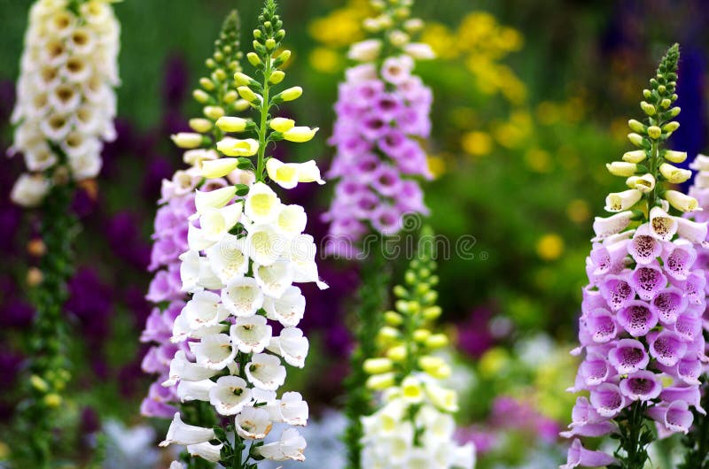 Courtyard in Spring stock photo. Image of garden, colored - 134254944