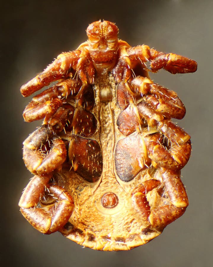 Coutil sous le microscope photo stock. Image du fermer - 28153806