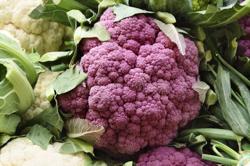 Couve-flor-roxa Couve-flor-oleracea Vegetal Contra Fundo Branco Imagem ...