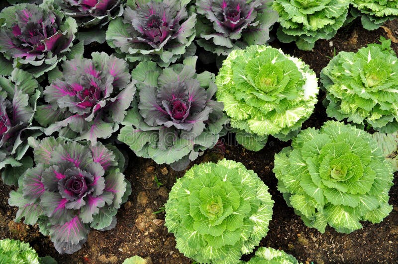 Couve-flor roxa foto de stock. Imagem de couve, cultivo - 29512104