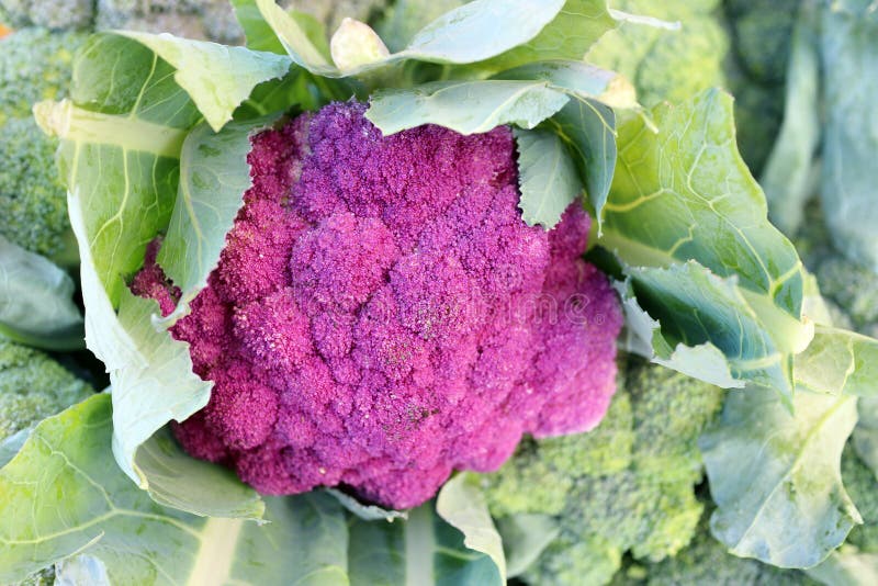 Couve-flor Roxa Num Jardim Vegetal Foto de Stock - Imagem de textura ...