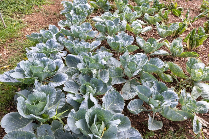 Couve-repolho Utilizada Como Alimento De Mesa Foto de Stock - Imagem de ...