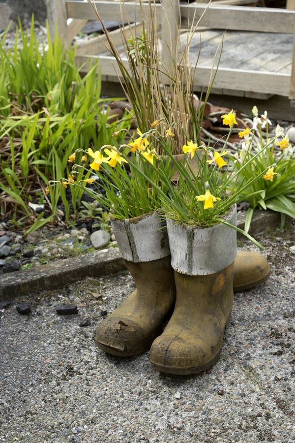Couvre-chaussures Mises En Pot - Verticale Photo stock - Image du ...