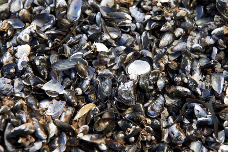 Cover of clams stock image. Image of clams, ribs, saltwater - 20675807