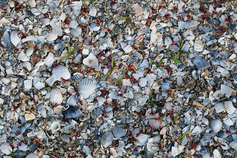 A Cover Consisting of Broken Fragments of Shells of Different Sizes ...