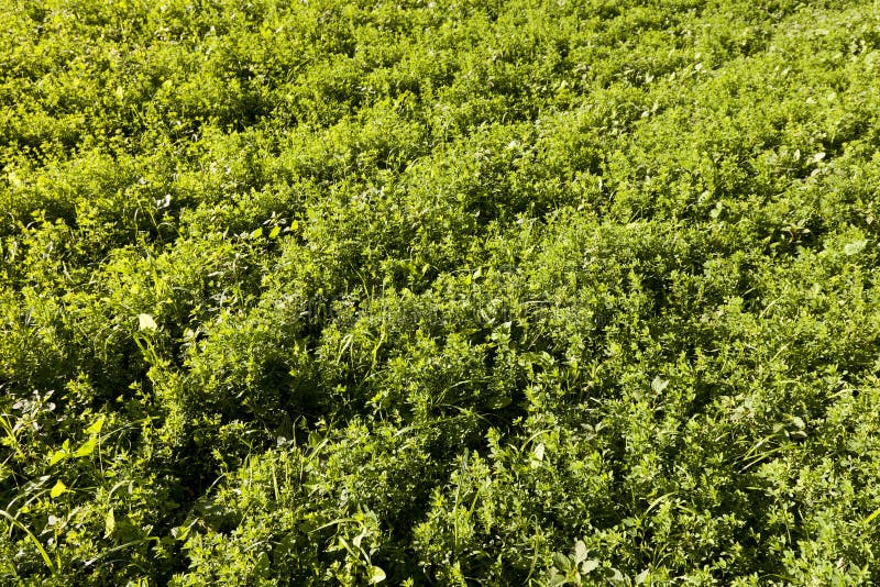 Cover Crop Background stock photo. Image of crop, agriculture - 36814344