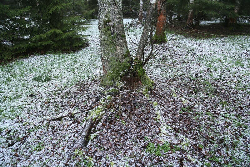 Cover of the First Snow on Forest Cover Stock Photo - Image of birches ...