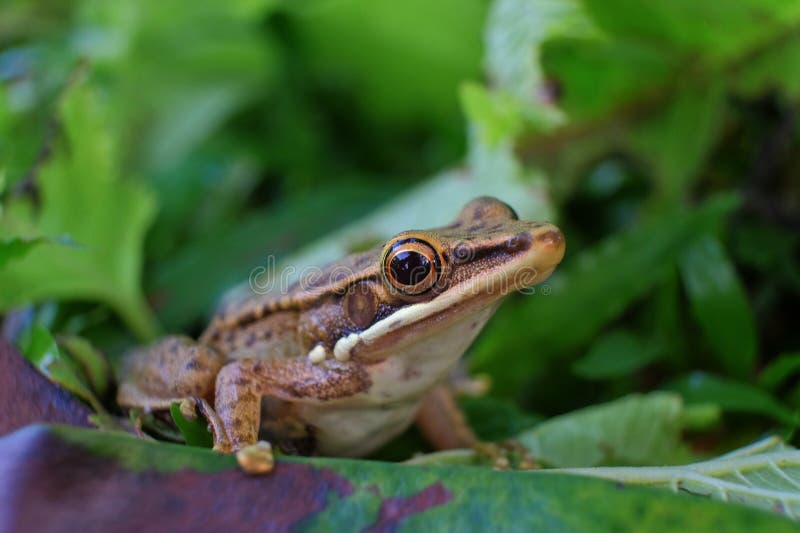 Cover the frog s face stock photo. Image of cartoon - 316532344