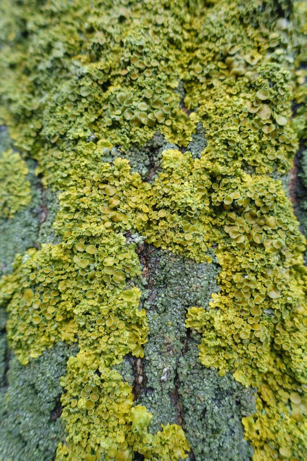 Multicolored lichens stock photo. Image of color, together - 80156948