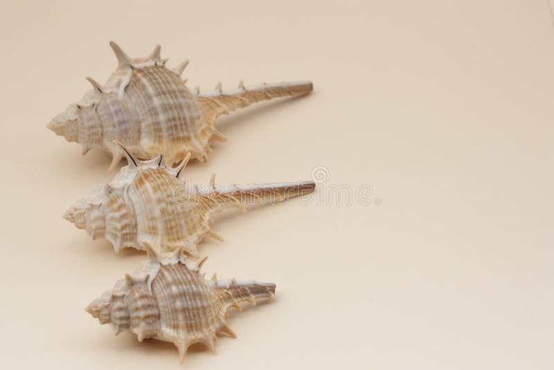 Cover of a Notebook with Shells on a Cream Background Stock Photo ...