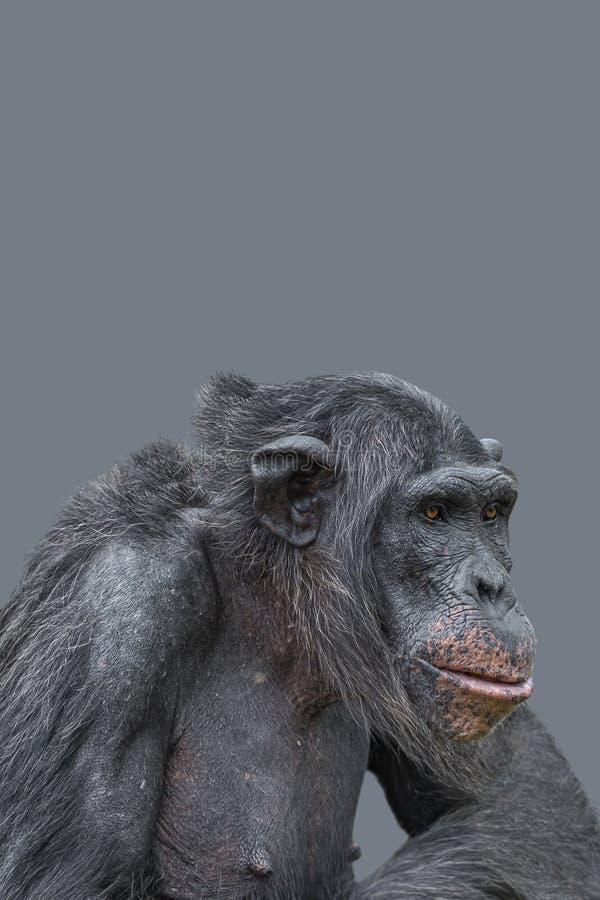 358 Smart Ape Thinking Stock Photos - Free & Royalty-Free Stock Photos ...