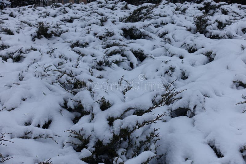 Cover of Snow on Bushes of Savin Juniper Stock Photo - Image of snow ...