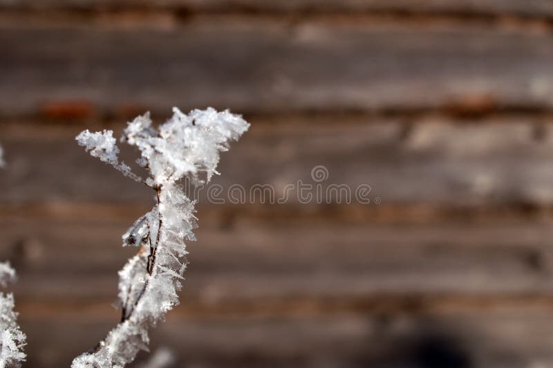 Twigs Under the Snow on the Bush Stock Photo - Image of decoration ...