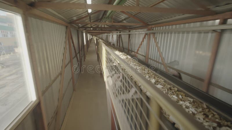 Covered Conveyor for Wood Processing at Pulp and Paper Plant Stock ...