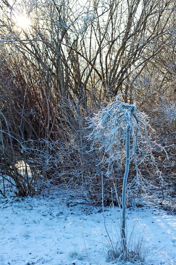 Covered with frost tree stock image. Image of tree, winter - 64735465