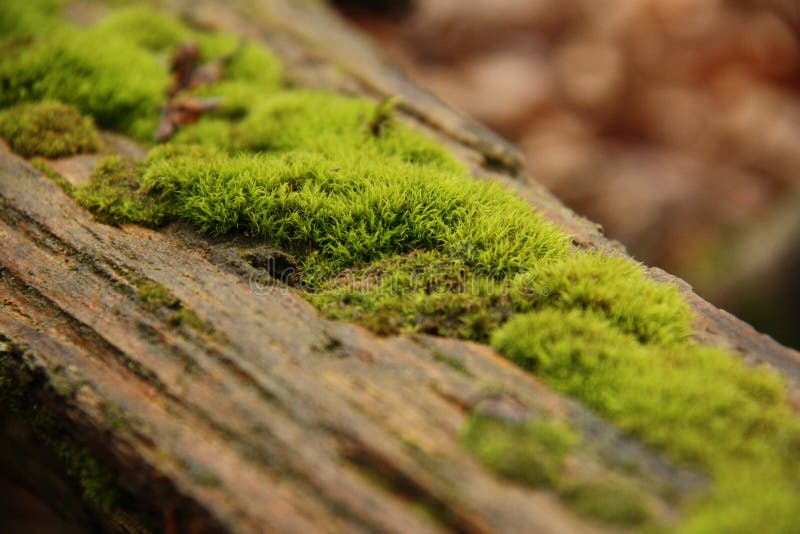 Covered with Green Fluffy Moss Stock Photo - Image of macro, plant ...
