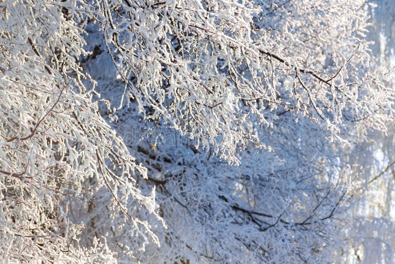 Covered with Hoarfrost Tree Branches, Clear Sunny Winter Day_ Stock ...