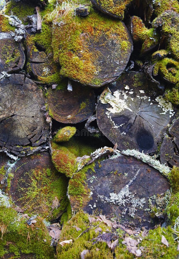 Covered with Moss and Lichen Rotten Logs Stock Photo - Image of ...
