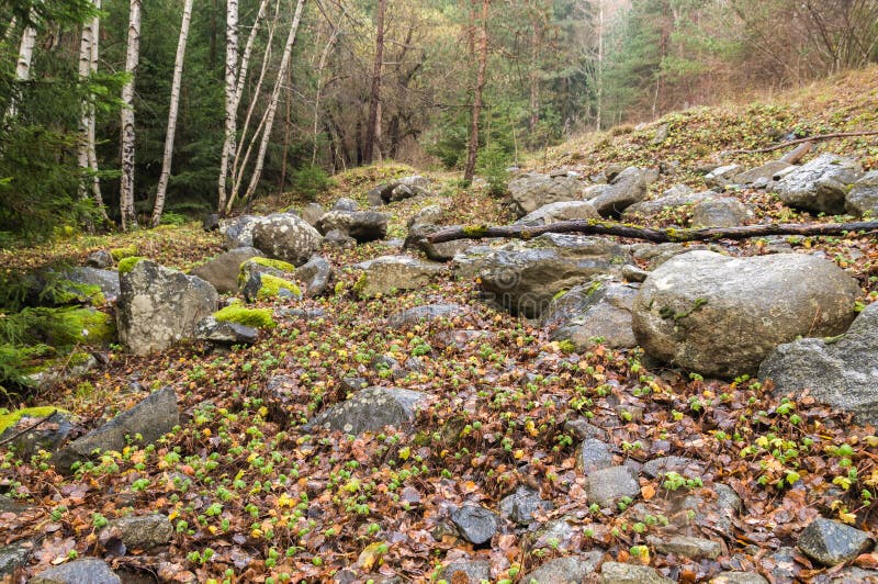 Covered with Moss Rocks and Tree Stock Photo - Image of caucasus, green ...