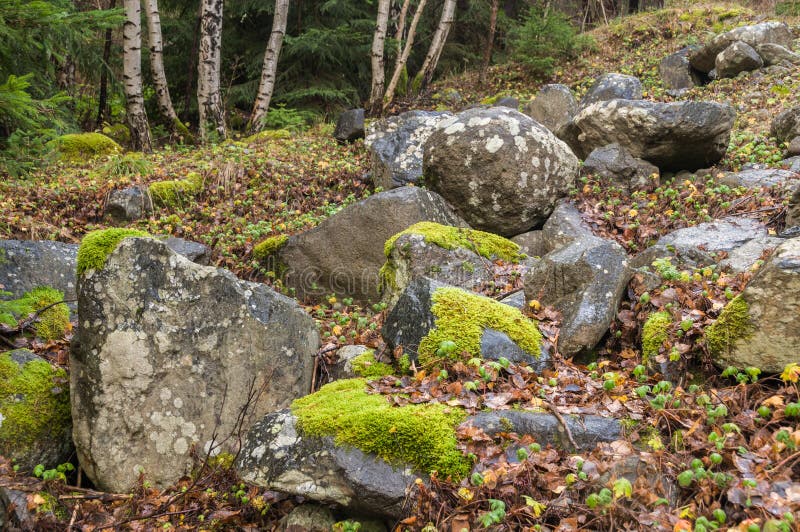Covered with Moss Rocks and Tree Stock Image - Image of copse, growth ...