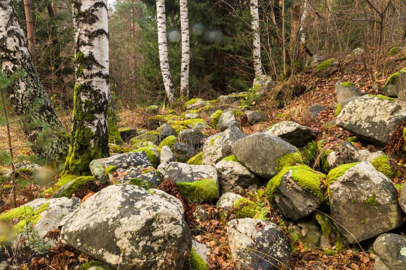 Covered with Moss Rocks and Tree Stock Image - Image of magical, lichen ...