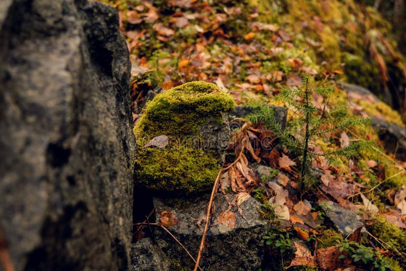 Covered with Moss Rocks and Tree at Magical Forest. Stock Image - Image ...