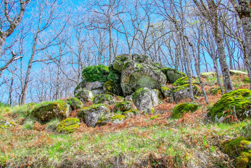Covered with Moss Rocks and Tree at Magical Forest Stock Photo - Image ...